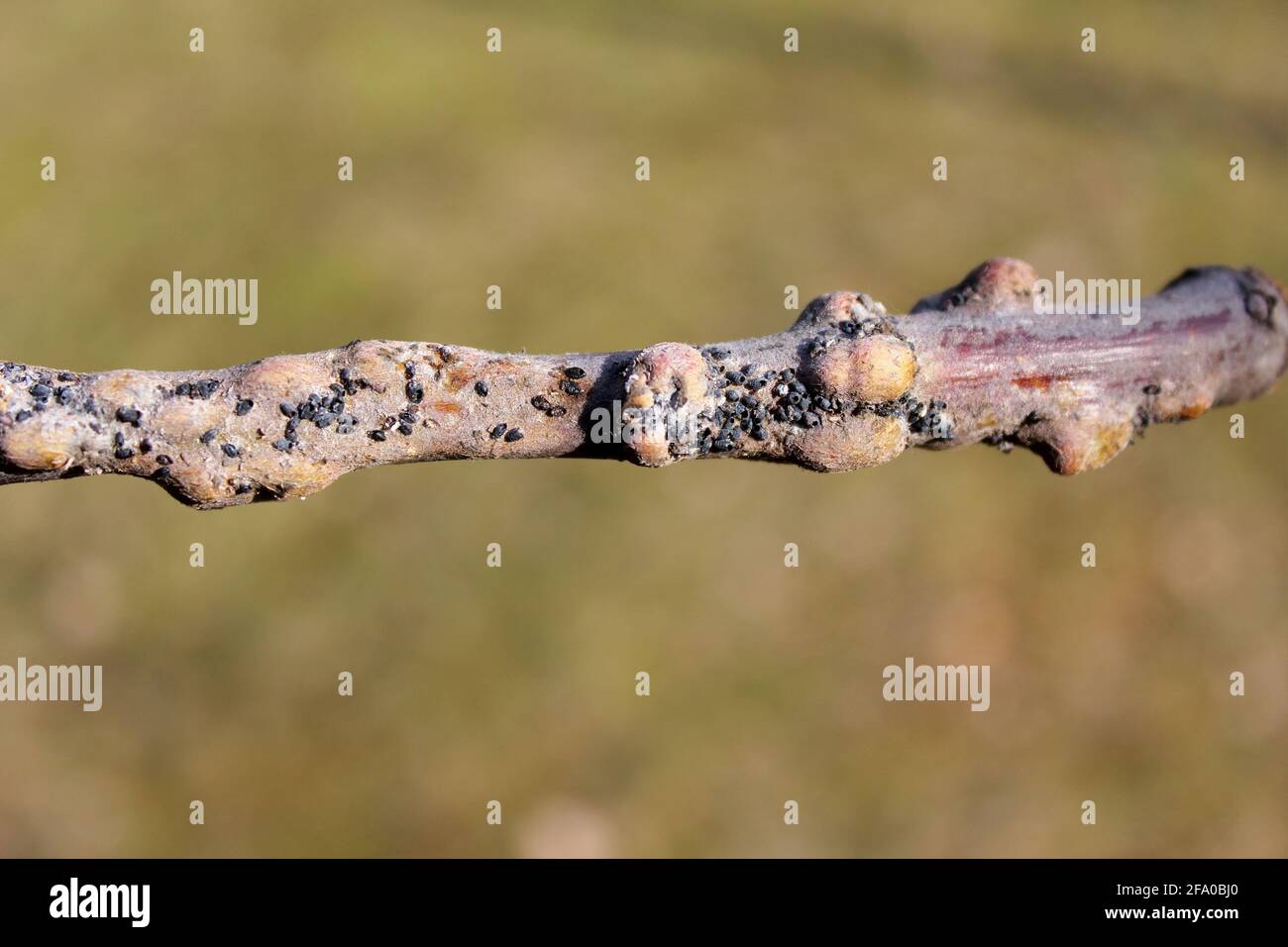 Characteristic damage to apple shoot caused by feeding by Woolly apple ...