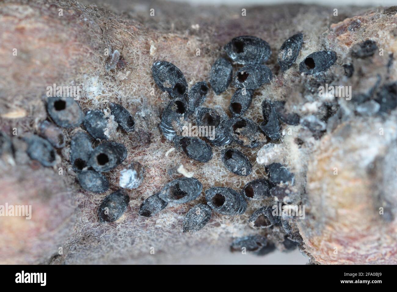 Wasp aphelinus mali hi-res stock photography and images - Alamy