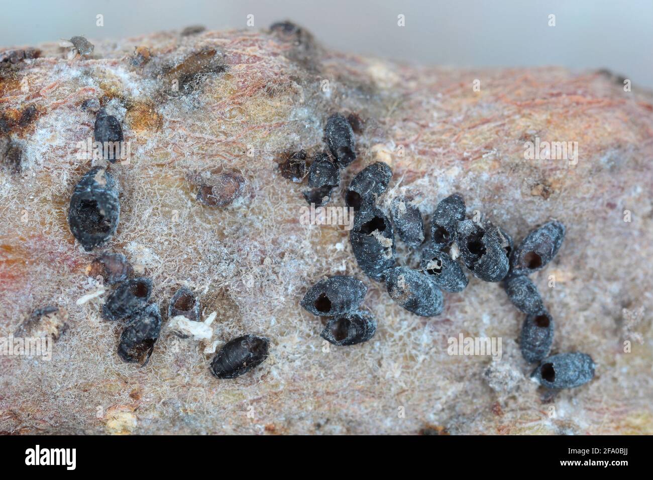 Wasp aphelinus mali hi-res stock photography and images - Alamy