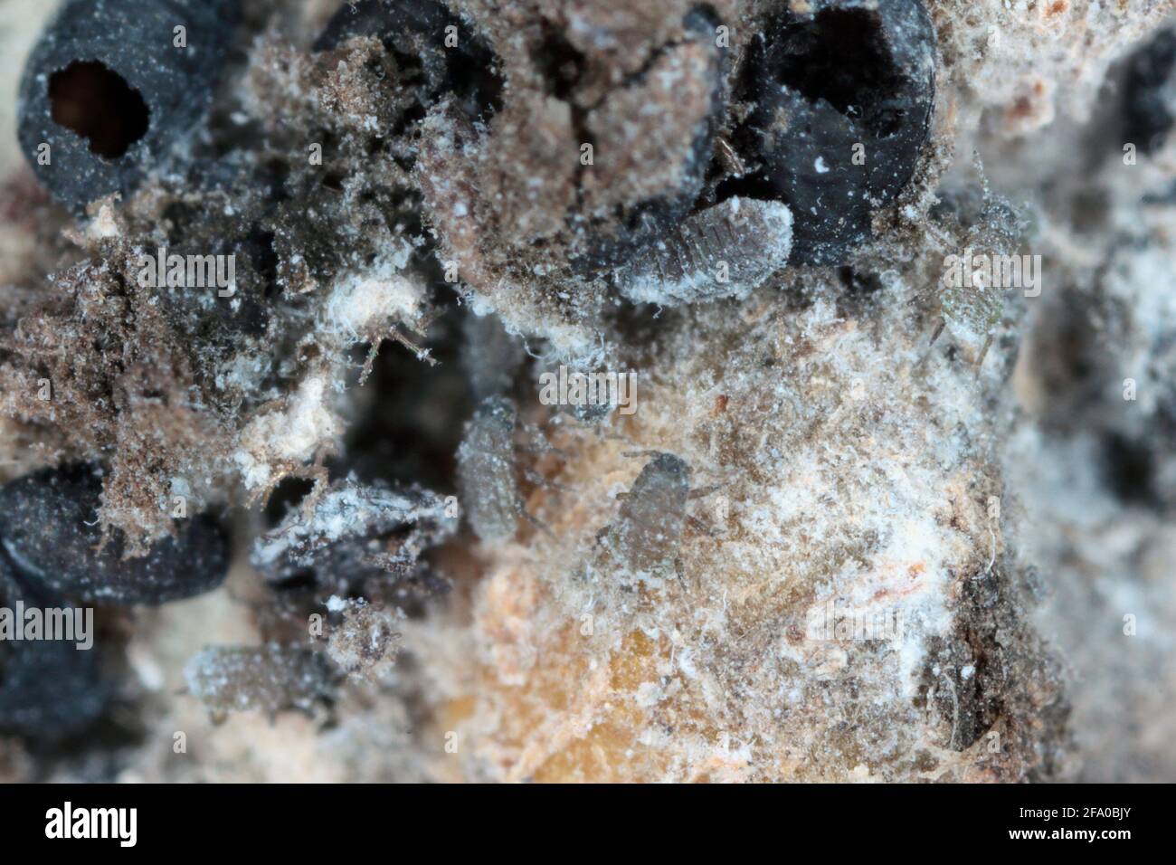 Wasp aphelinus mali hi-res stock photography and images - Alamy