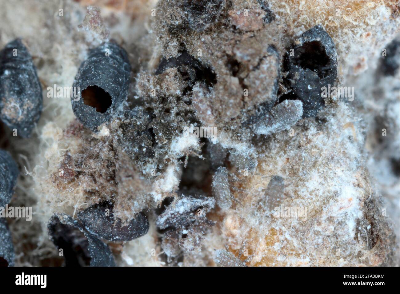 Colony of Woolly apple aphids or American blight (Eriosoma lanigerum ...