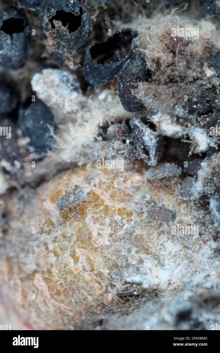 Wasp aphelinus mali hi-res stock photography and images - Alamy