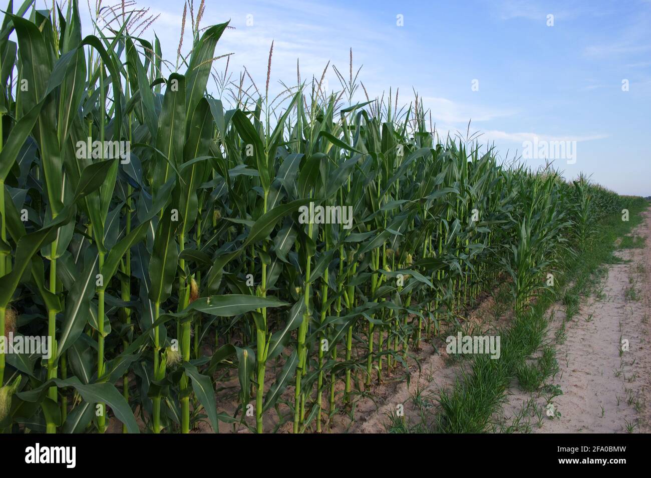 Countryside plantation growing green corn hi-res stock photography and ...