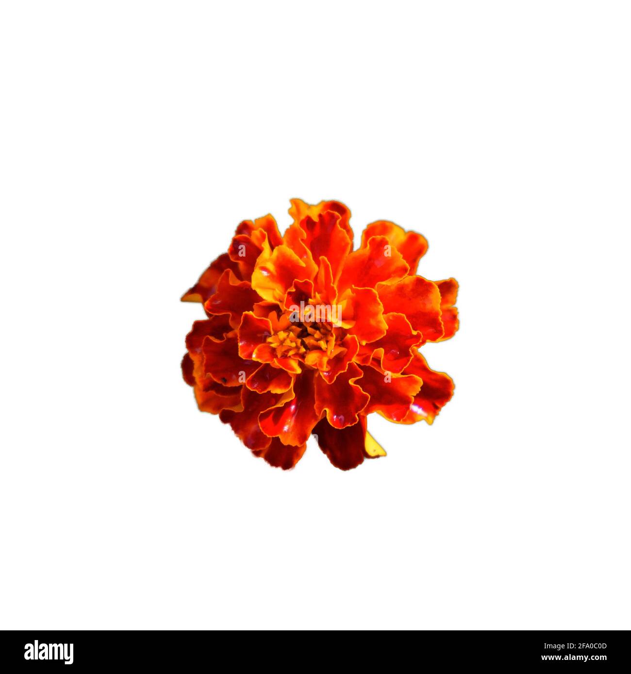 Wet marigold flower Cut Out Stock Images & Pictures - Alamy