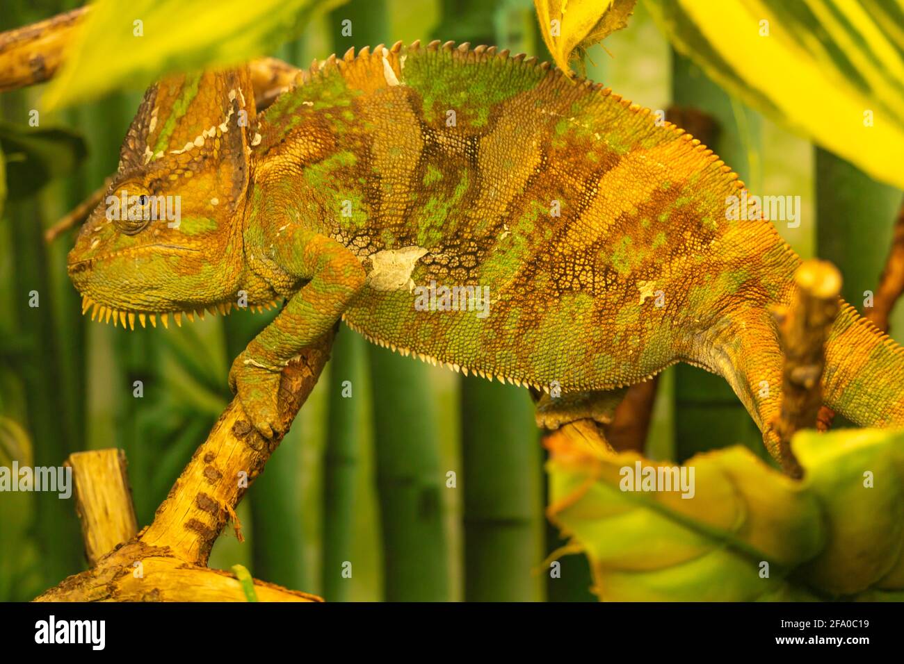 Chameleon close-up disguises itself among the leaves of trees in the ...