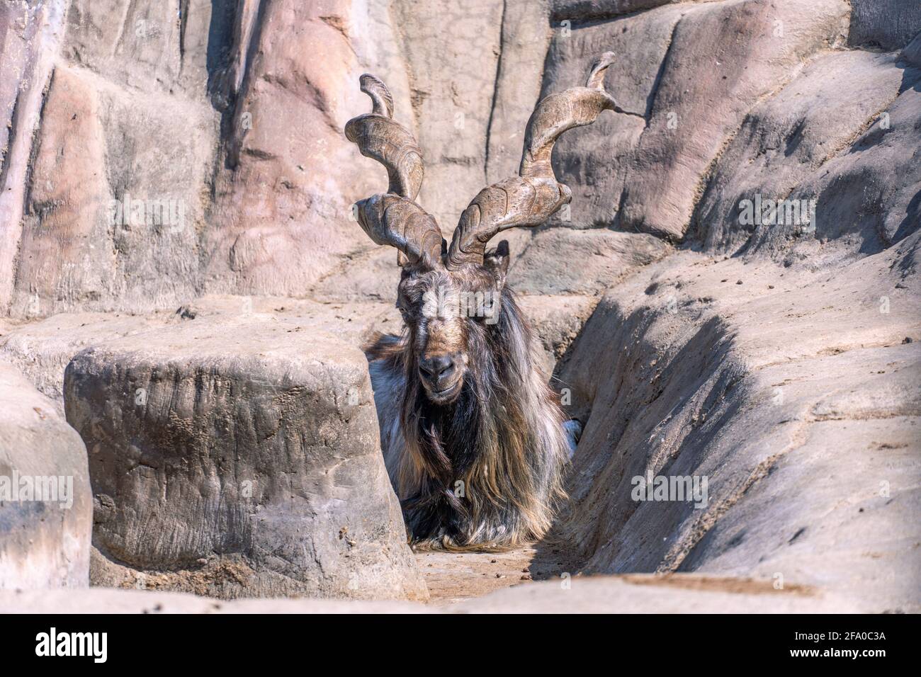 Species of wild goat hi-res stock photography and images - Alamy