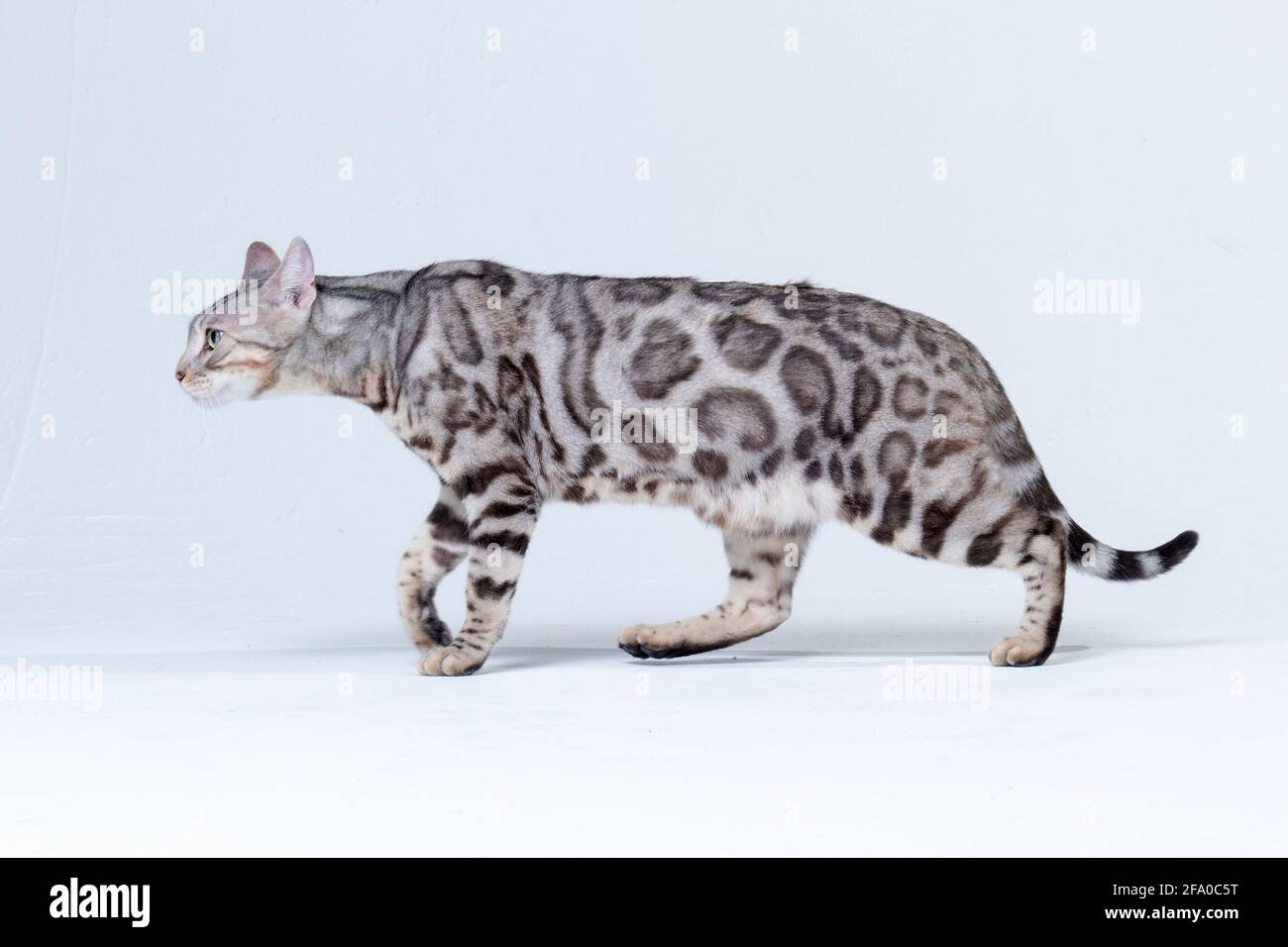Bengal cat adult domestic hi-res stock photography and images - Alamy