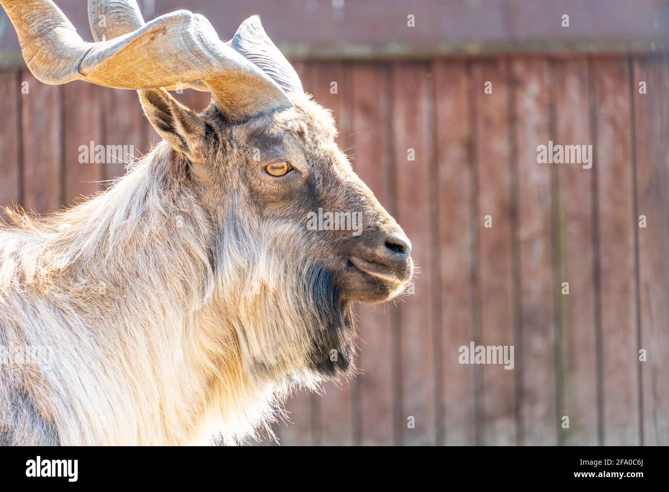 Markhor The Animal