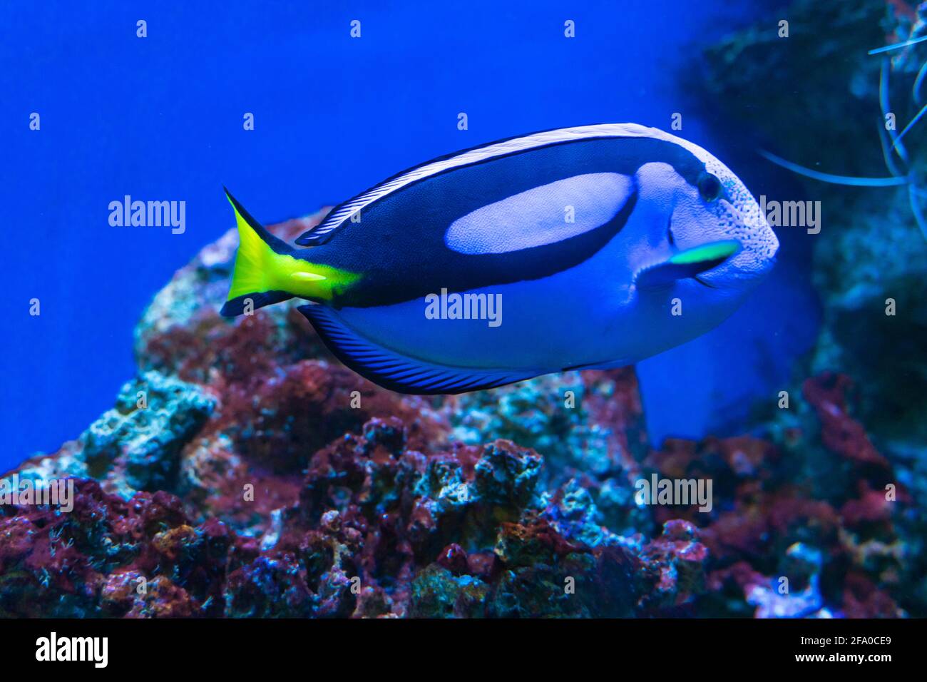 Blue tang surgeonfish close-up, popular tropical aquarium pet and red ...