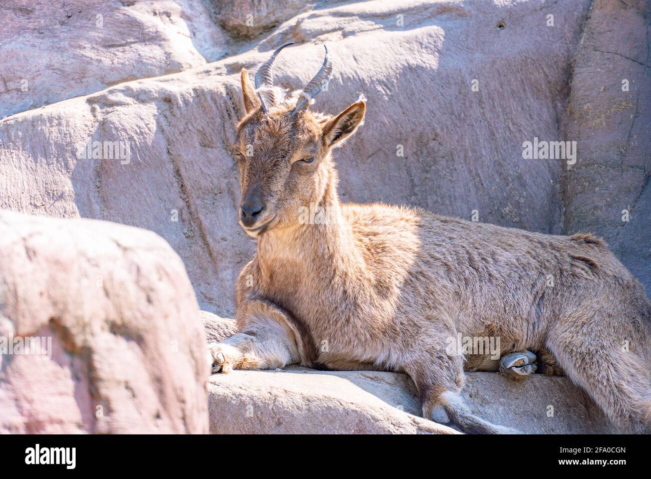 Species of wild goat hi-res stock photography and images - Alamy