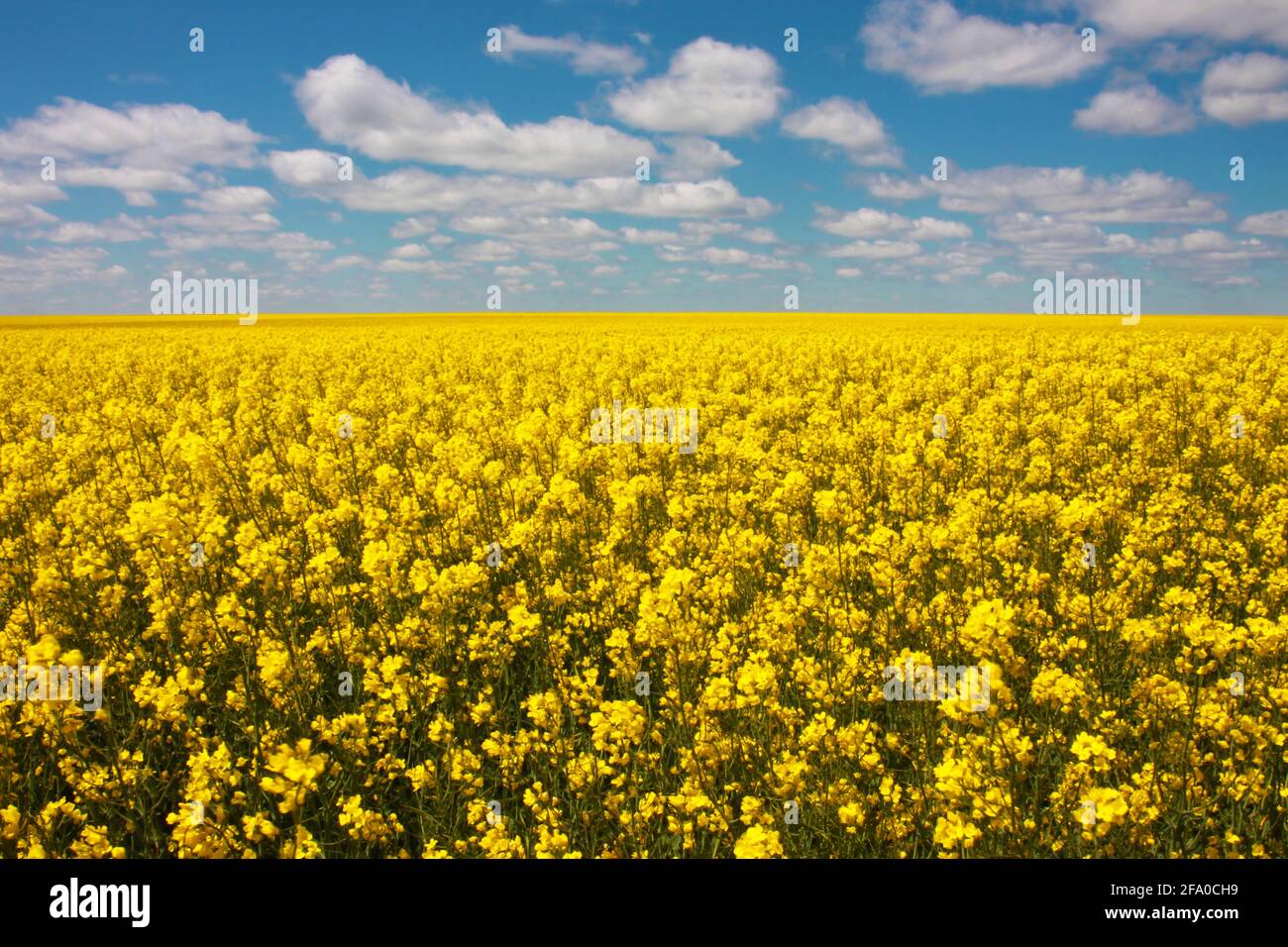 Expansive Canola Rapeseed Crop Field in Rural Kansas Stock Photo - Alamy