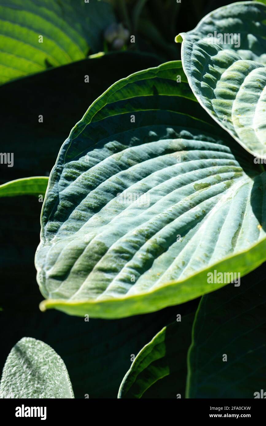 Fresh natural photography for a relaxing affect Stock Photo - Alamy