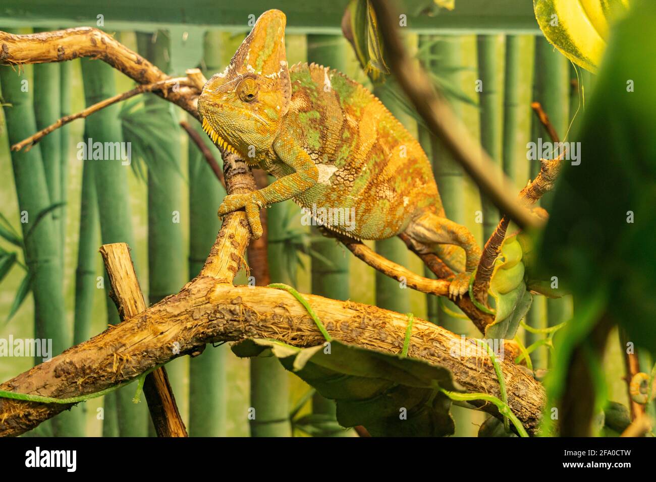 Green chameleon merges with the environment. Chameleon disguises itself ...