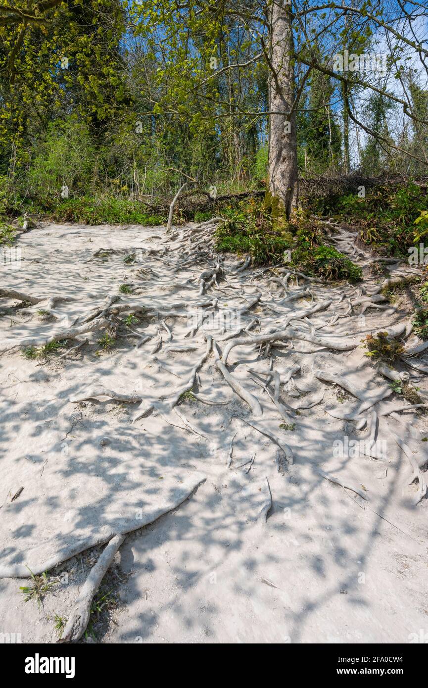 Trees growing on a hill or slope with tree roots spreading out and ...