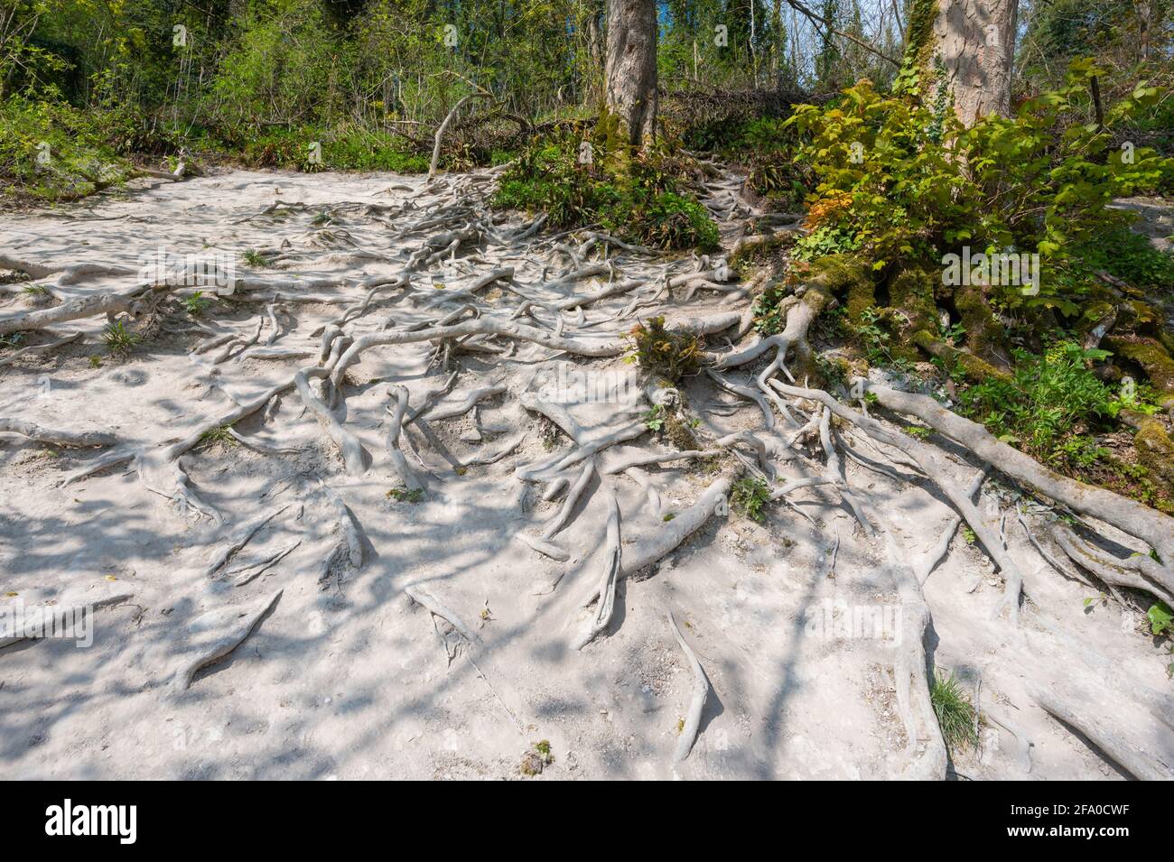 Trees growing on a hill or slope with tree roots spreading out and ...