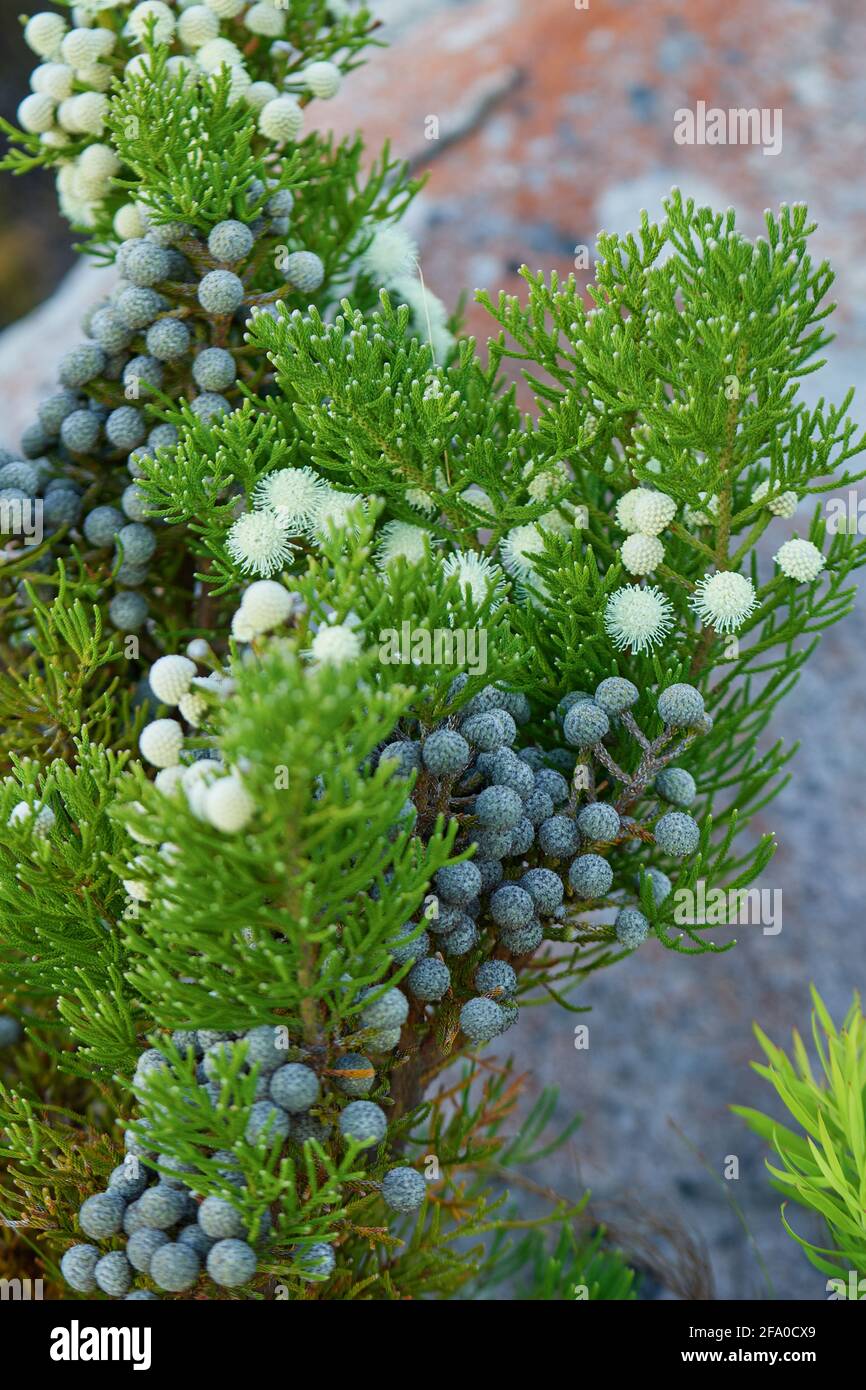 Silver Brunia Berries