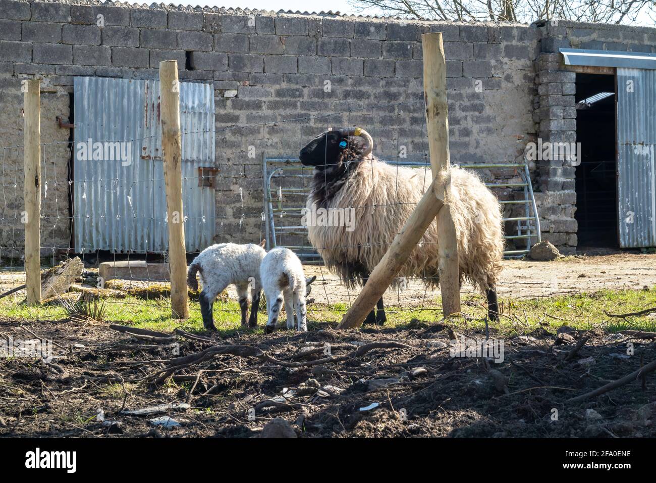 Irish mountain ram sheep hi-res stock photography and images - Alamy