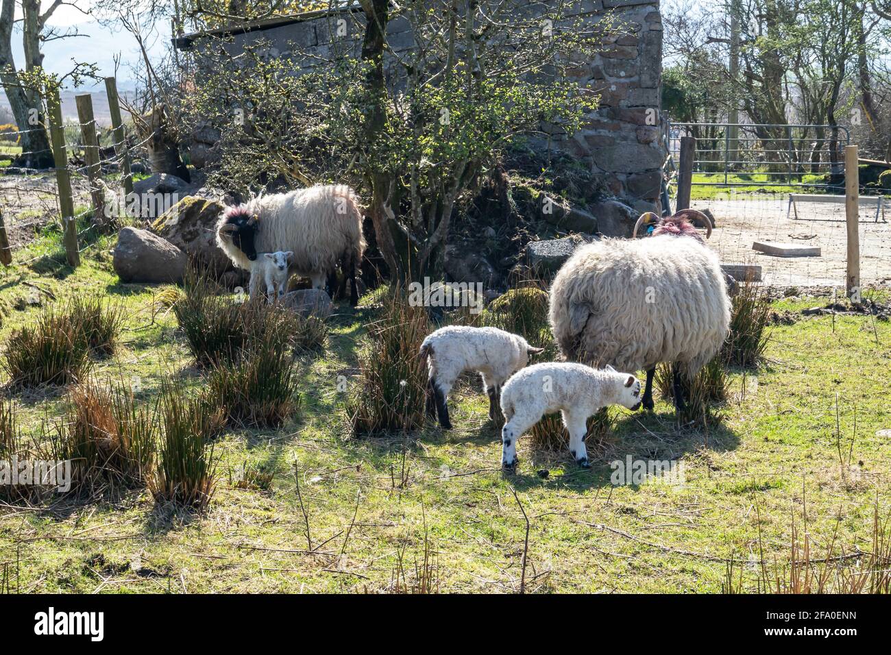 Irish ram with small lamb in County Donegal - Ireland Stock Photo - Alamy