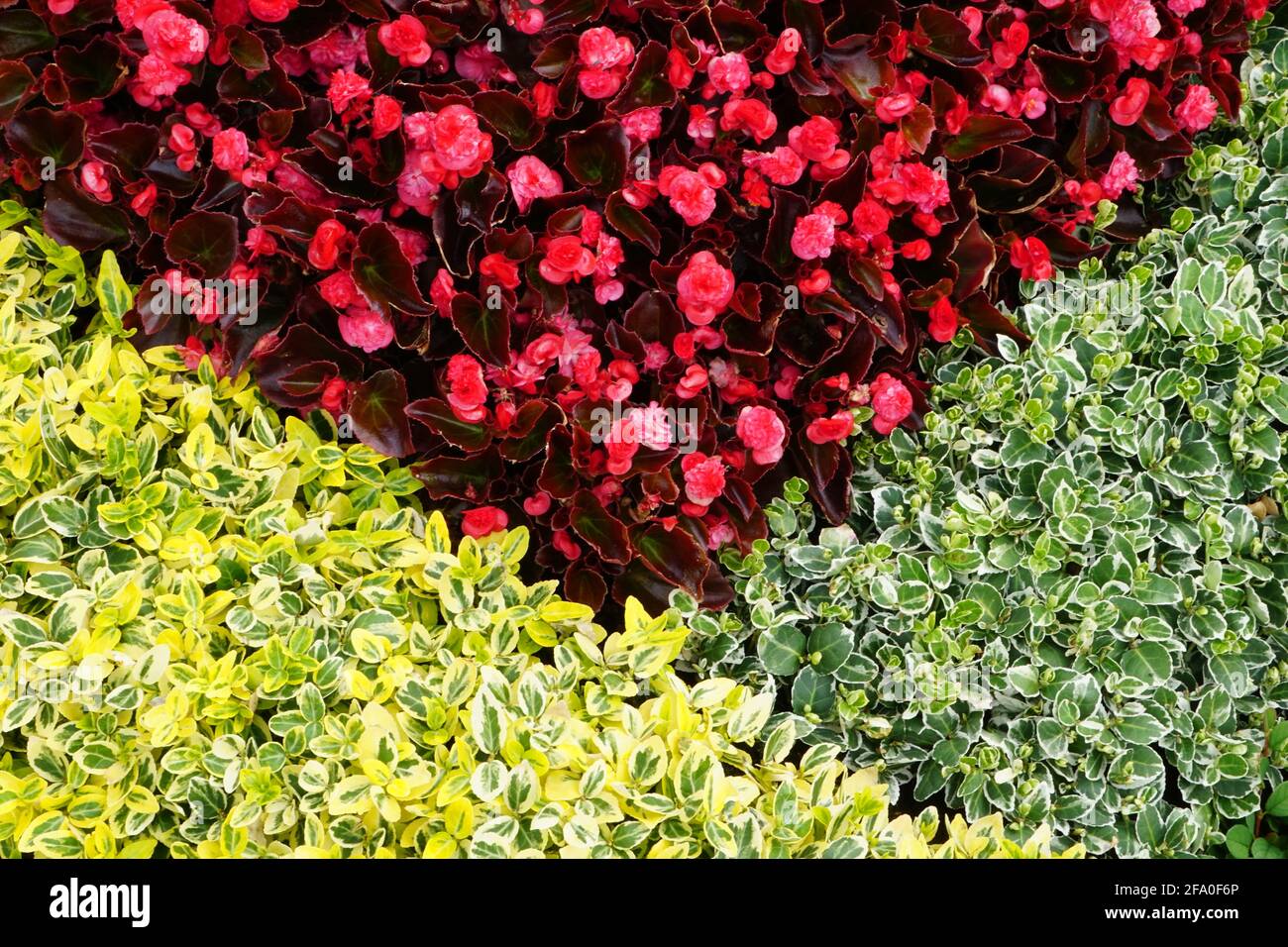 Evergreen red begonia, yellow and green euonymus bushes Stock Photo - Alamy