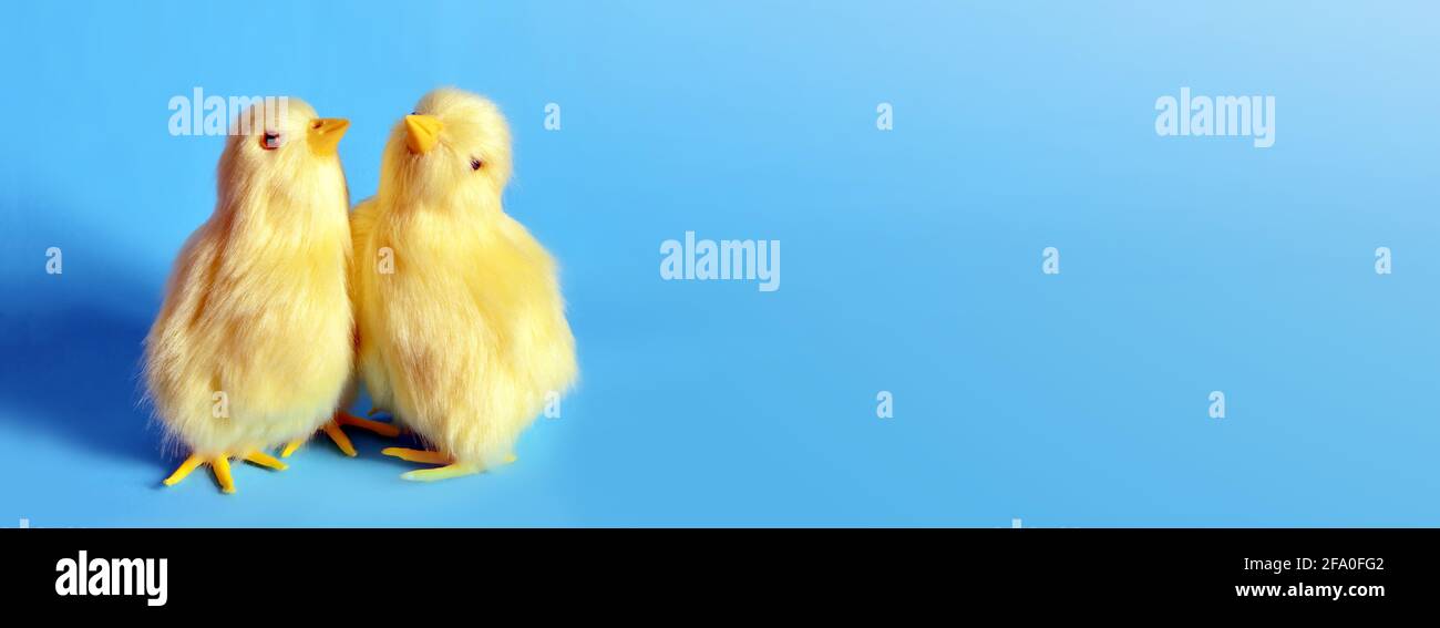 Two yellow chicks on a blue background Stock Photo - Alamy