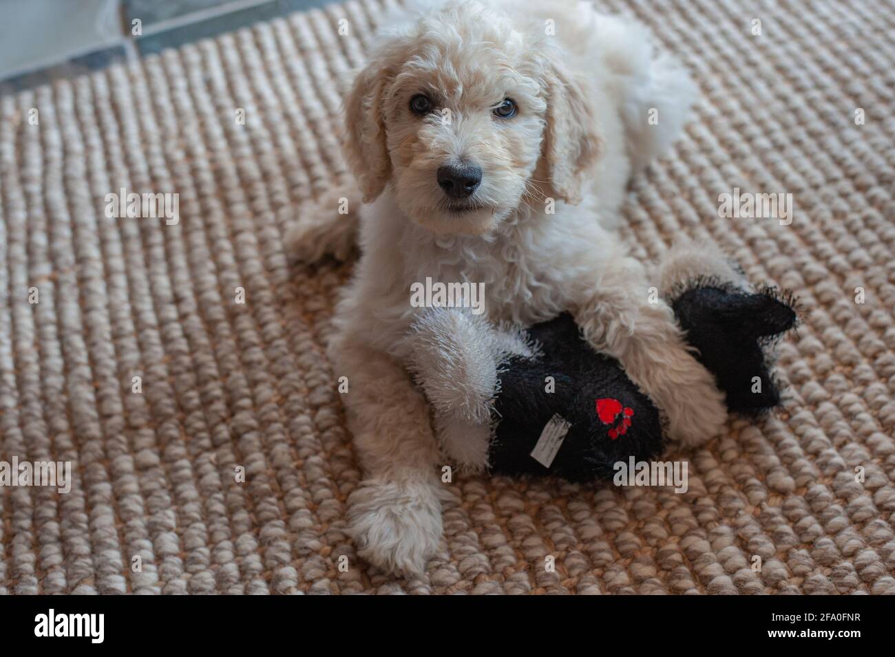 Toy doodle hi-res stock photography and images - Alamy