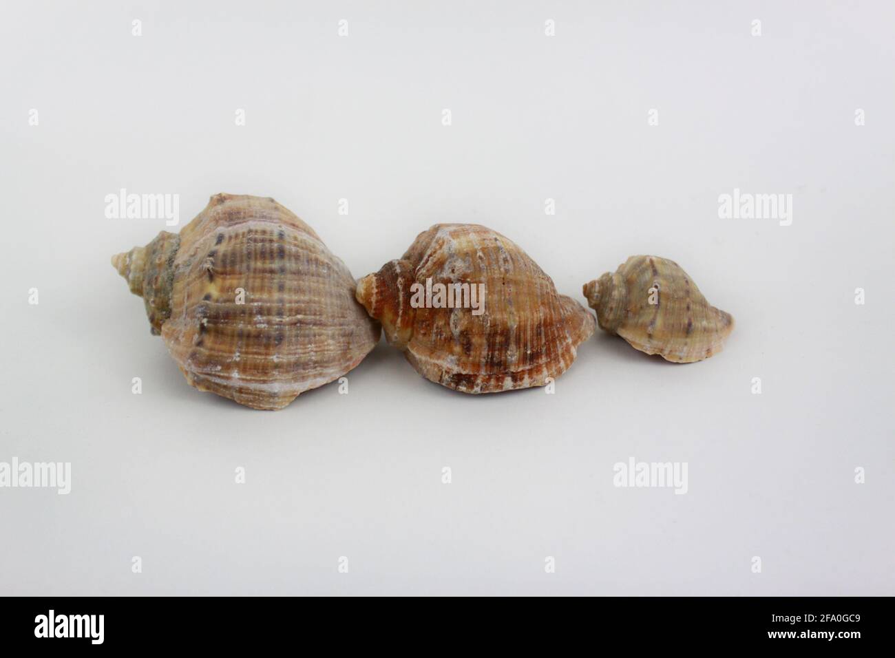 Three shells inline isolated on white background Stock Photo - Alamy