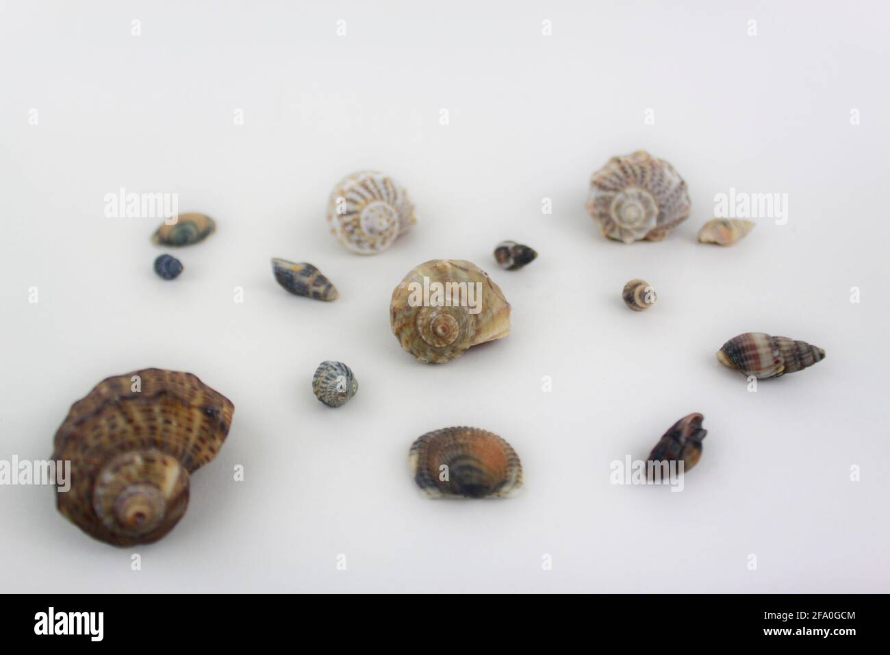 multiple shells isolated on white background Stock Photo - Alamy