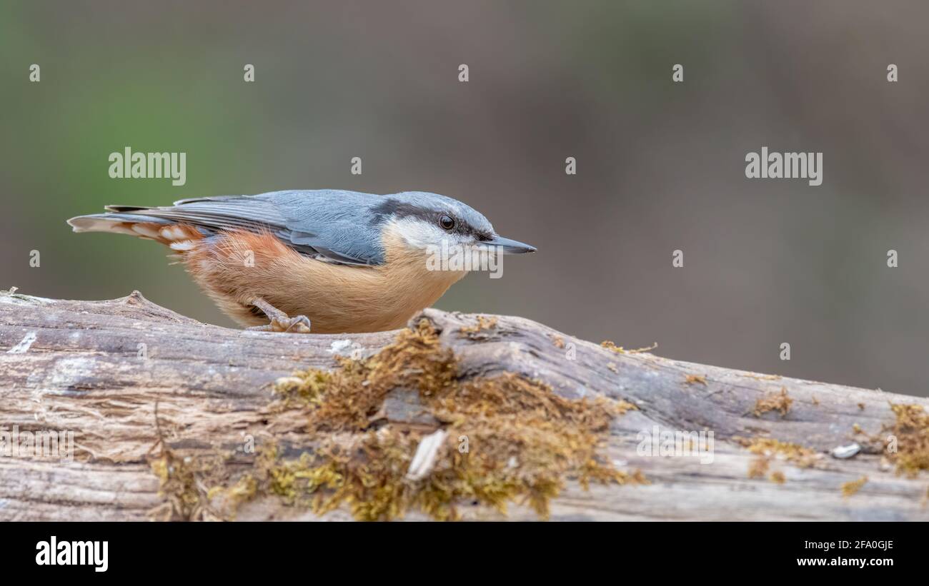 bird, natur, wild lebende tiere, tier, spatz, schnabel, wild, feather ...