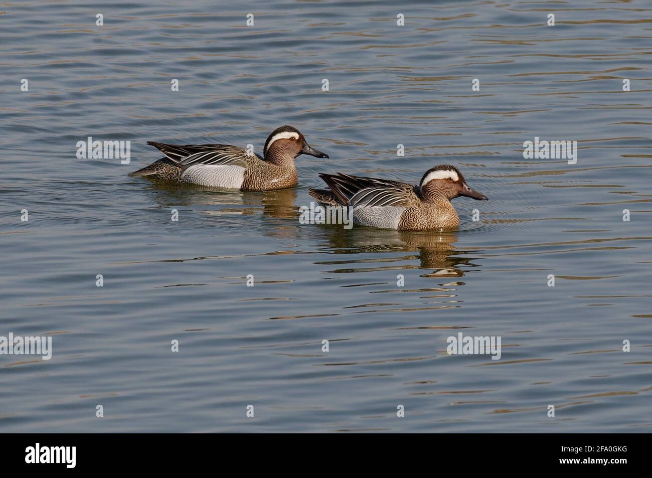 Garganeys hi-res stock photography and images - Alamy