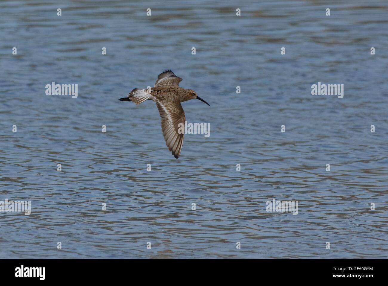Curlew Sandpiper Flying High Resolution Stock Photography and Images ...