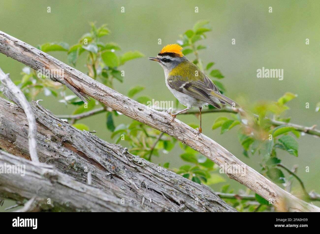 Common Firecrest (Regulus ignicapilla Stock Photo - Alamy