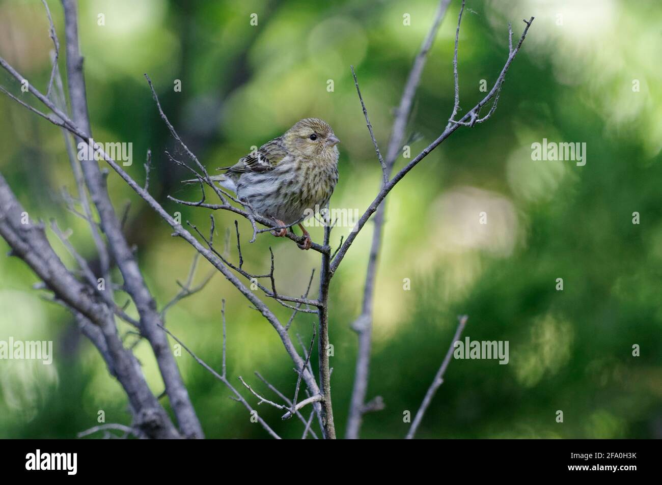 Female serin hi-res stock photography and images - Alamy