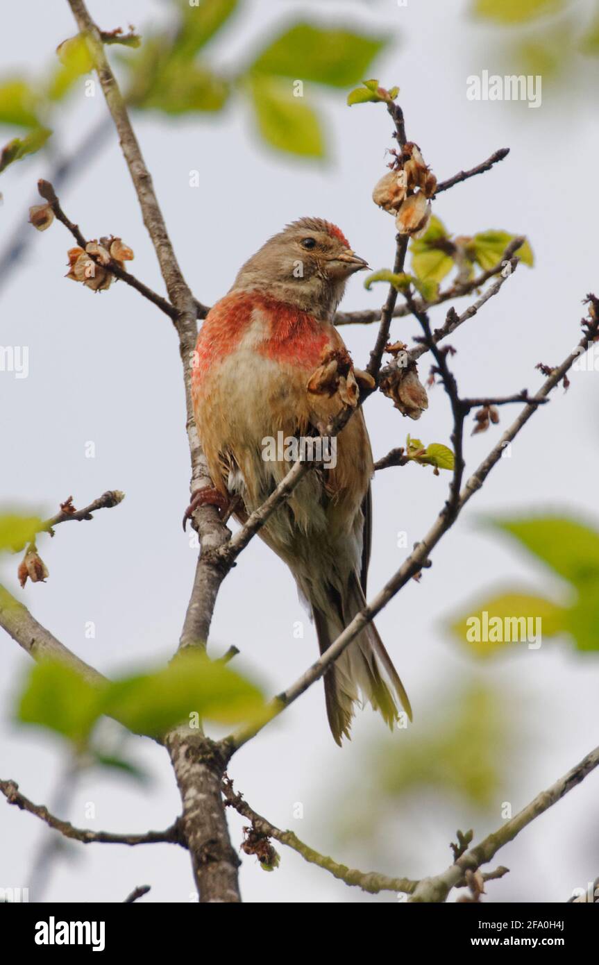 Male Common Linnet (Linaria cannabina Stock Photo - Alamy