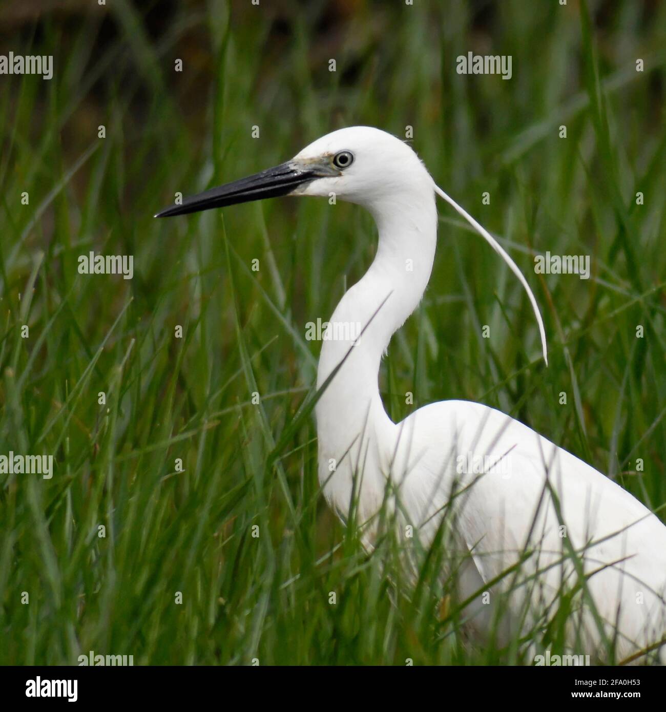 Little Egret (Egretta garzetta Stock Photo - Alamy