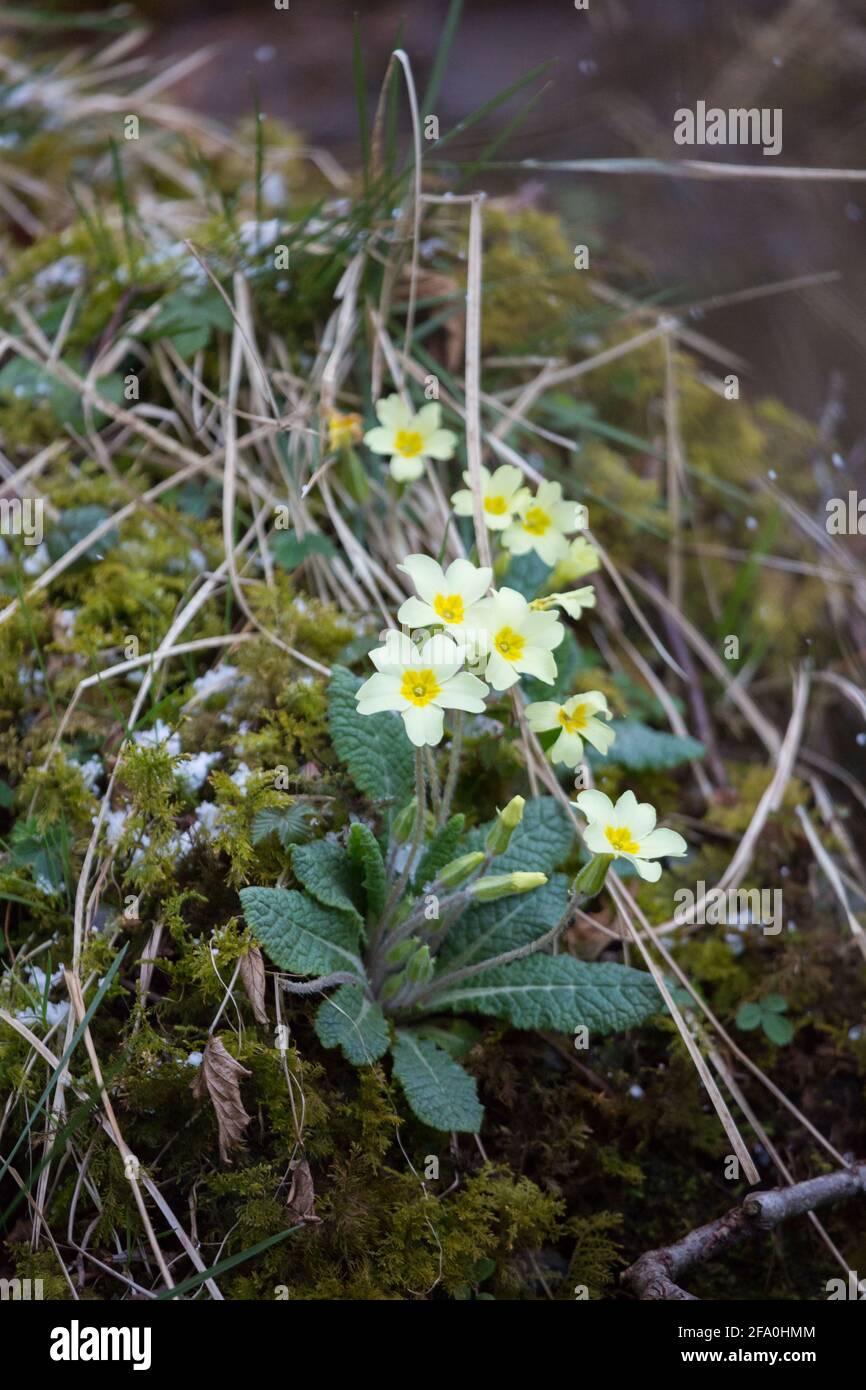 A clump of pale yellow primroses, English wild flowers in the woods in ...