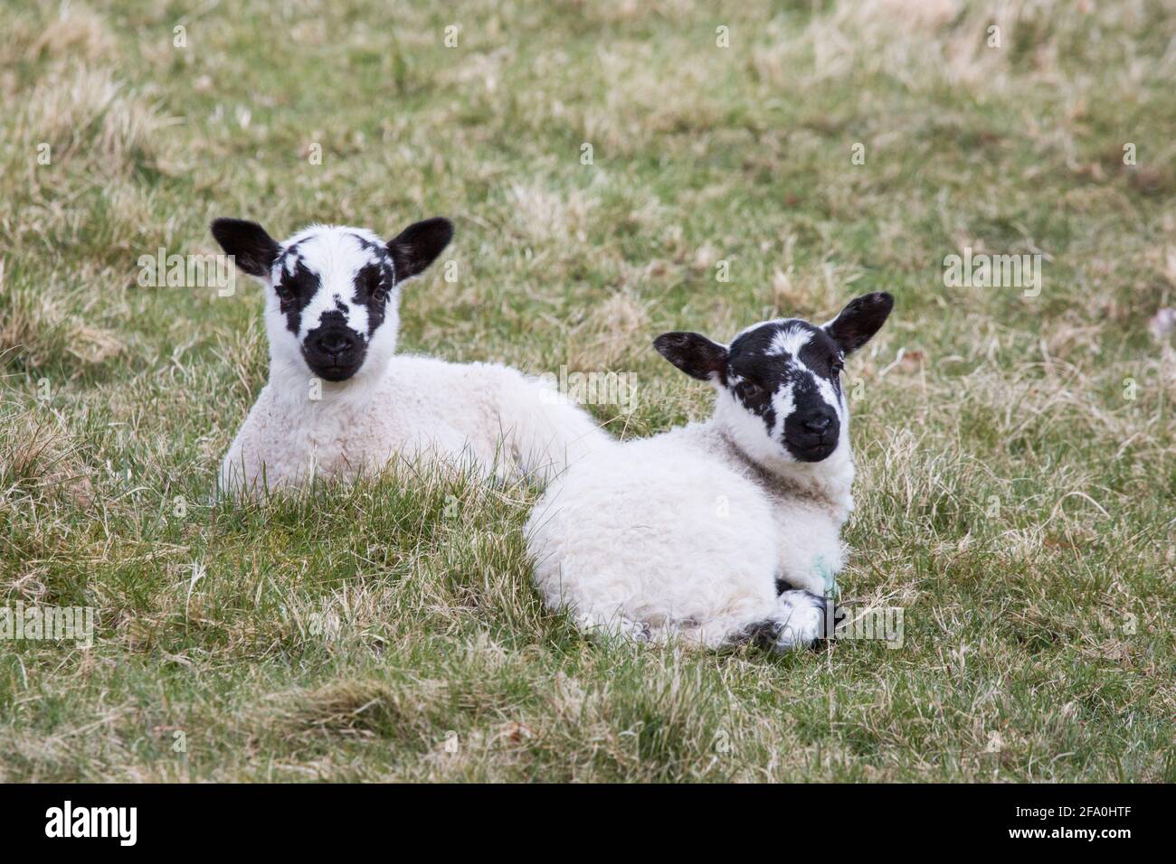 Northumberland blackface sheep hi-res stock photography and images - Alamy