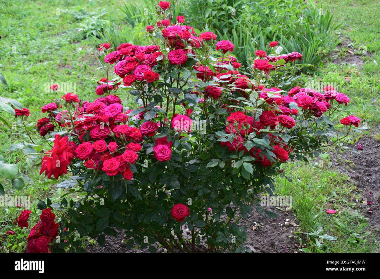 Beautiful red roses grow in the garden. Weaving roses. A lot of green ...