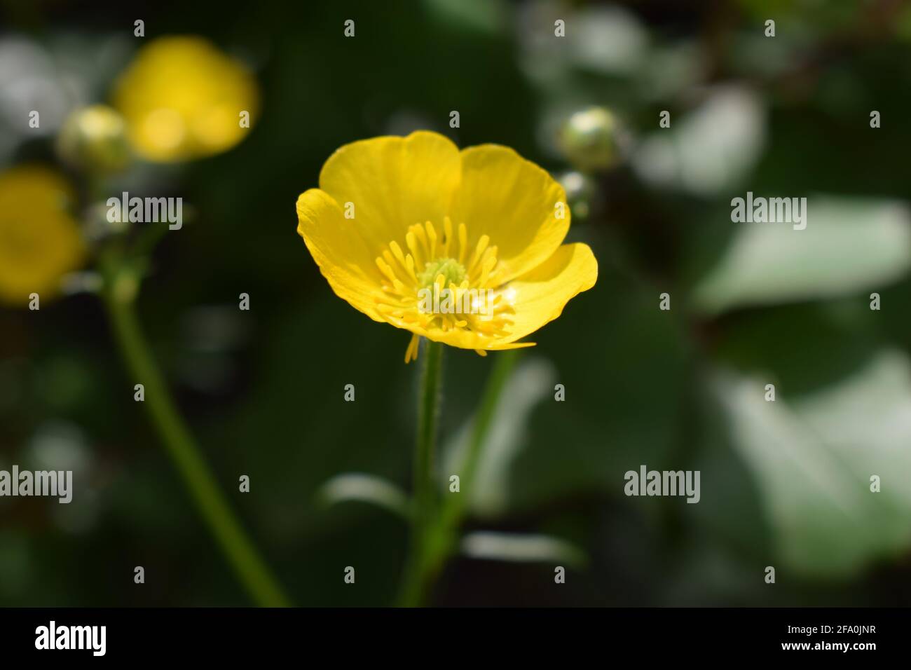 Ranunculus acris (meadow buttercup, tall buttercup, giant buttercup ...