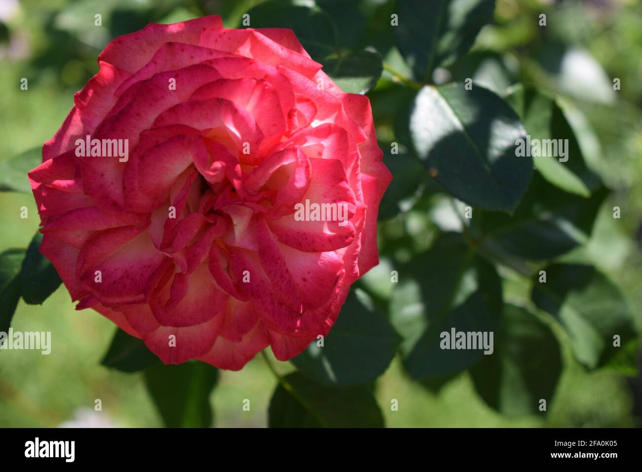 A Plant with colour changing roses. Multicolour roses with amazing ...