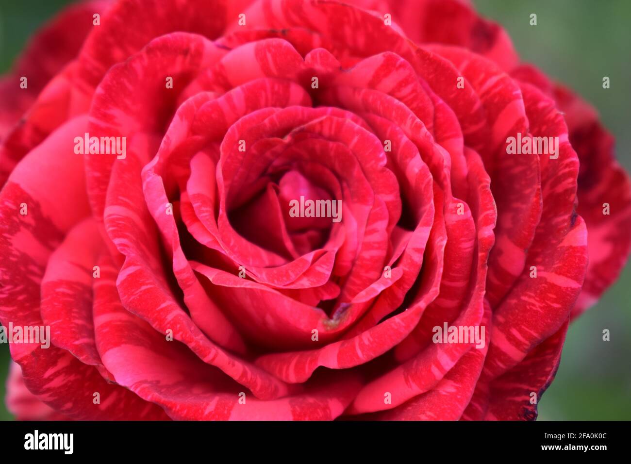 Red marble rose-spray with a marble coloring of dark red strokes (angle ...