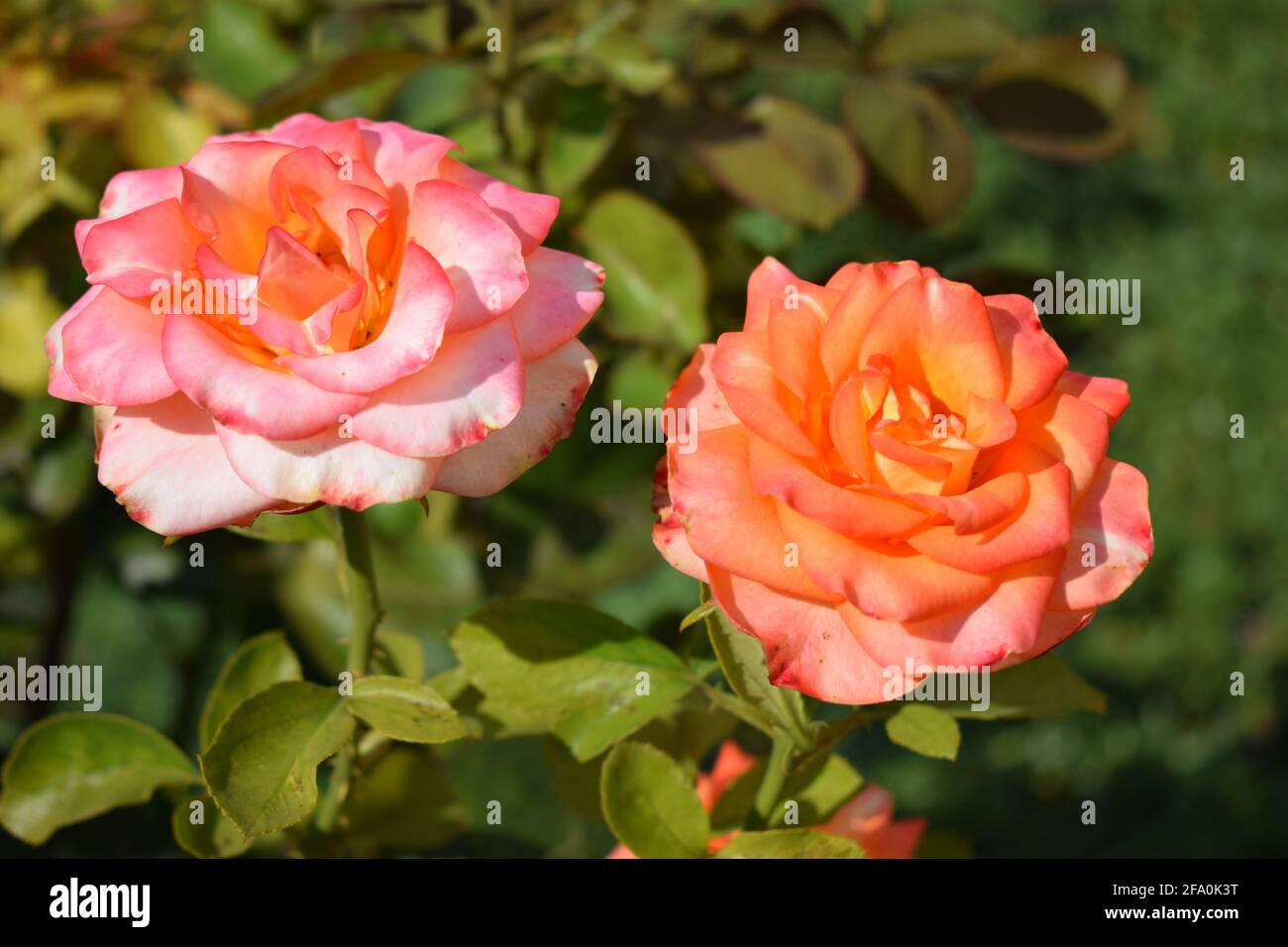 Beautiful rose and orange roses in garden. Blooming roses. Orange roses ...