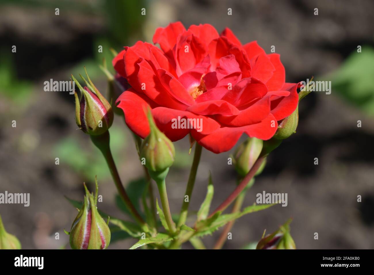 Beautiful red rose with buds in garden. Cyme of small red rose flowers ...