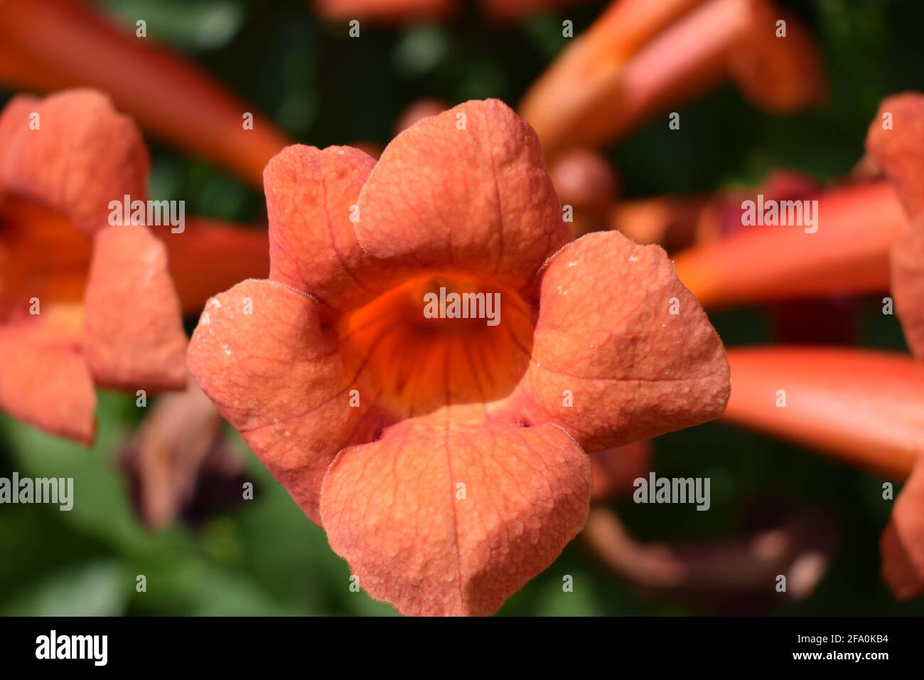 Beautiful red flowers of the trumpet vine or trumpet creeper (Campsis ...