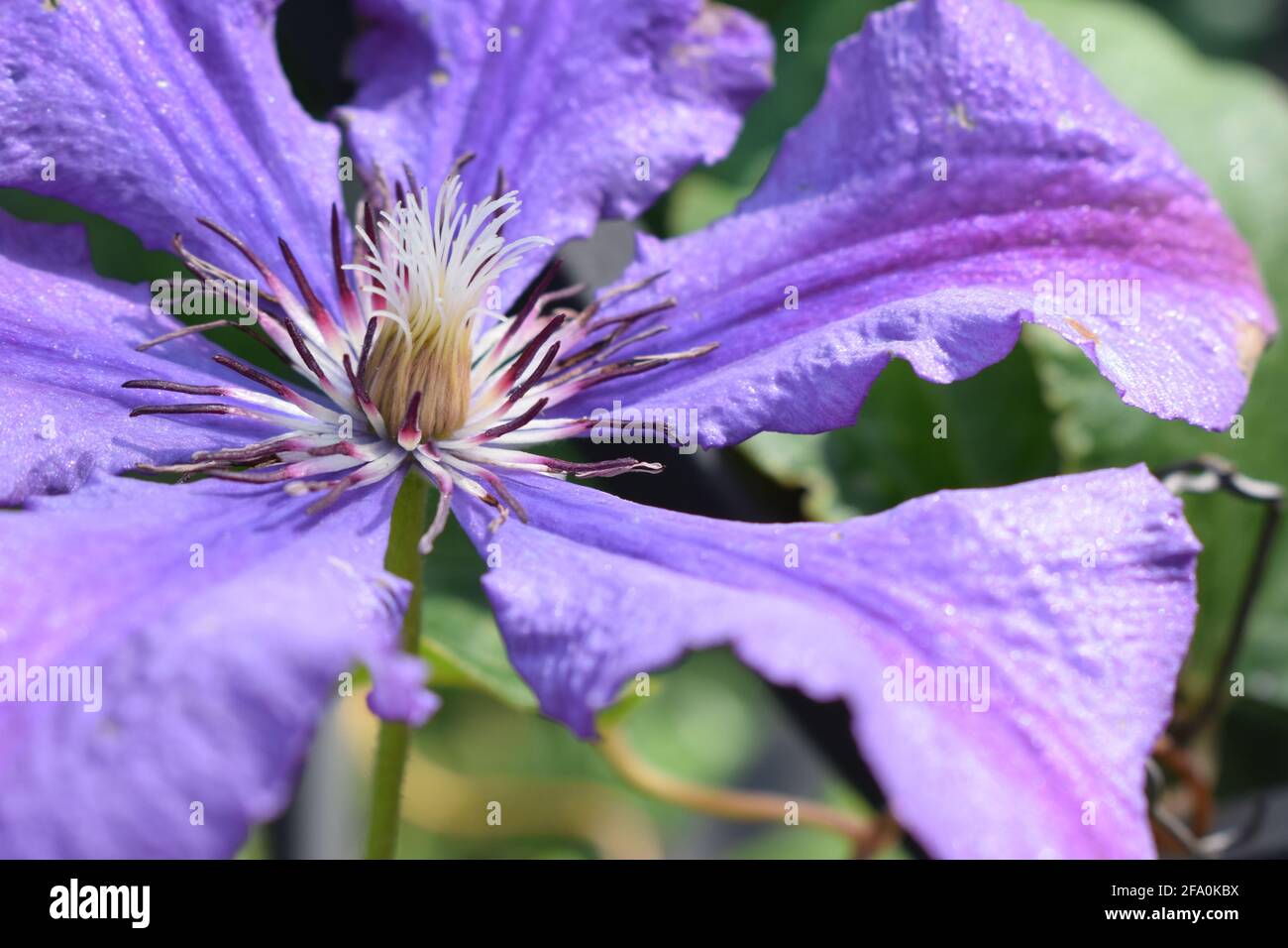 Clematis flower after the rain with water droplets on the flower petals ...