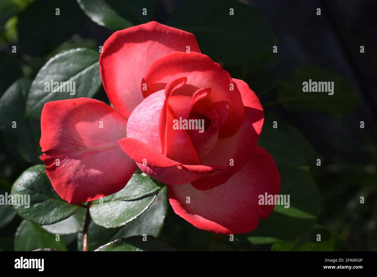 Beautiful red and white rose Bush in the summer garden Stock Photo - Alamy