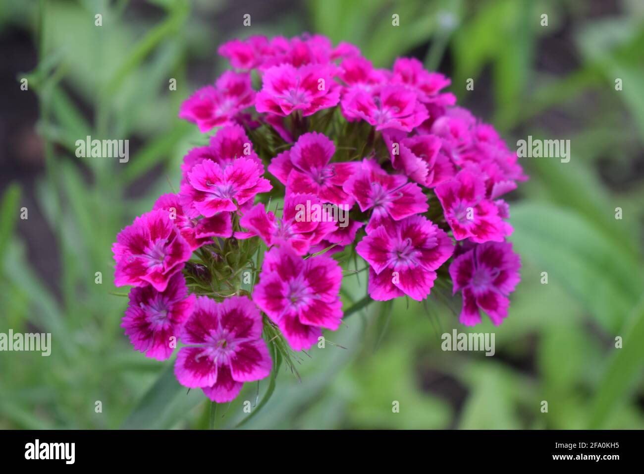 Flowerbed of Dianthus barbatus. Close up of deep pink and red head ...