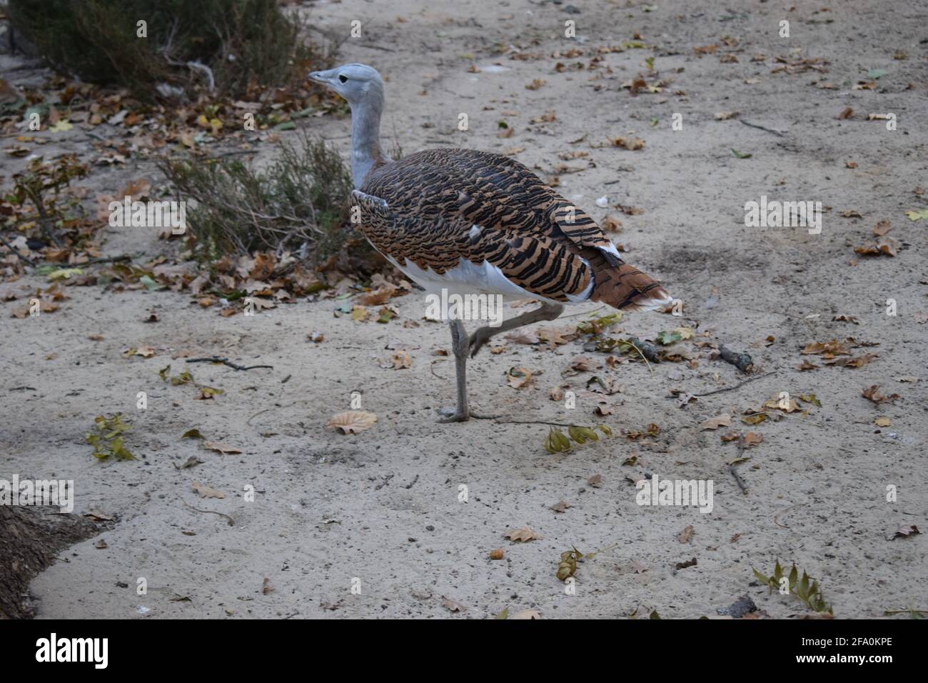 Otis tarda (Great Bustard) with spotted plumage walks on the ground ...