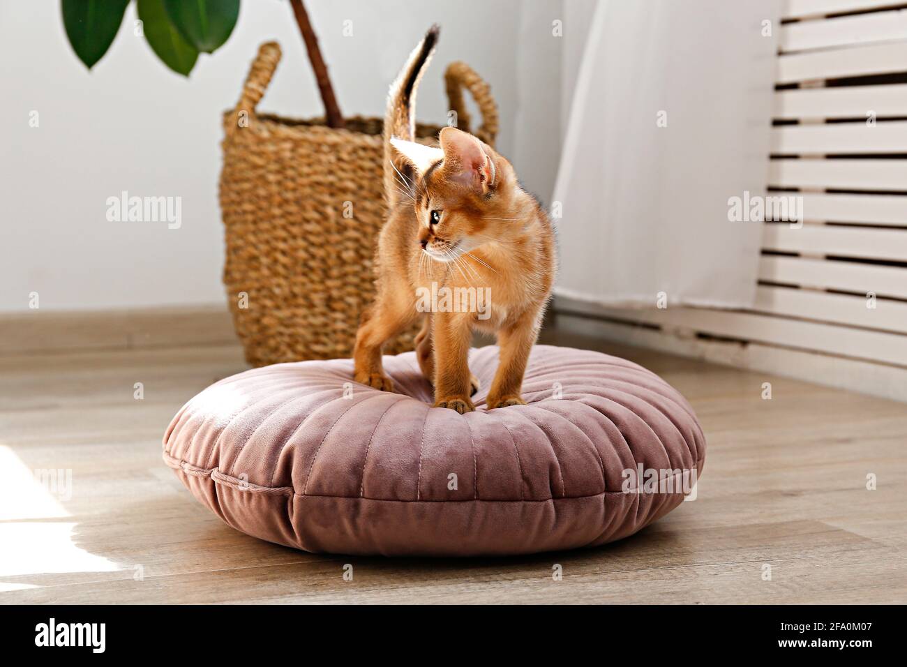 Two month old cinnamon abyssinian cat at home. Beautiful purebred short ...