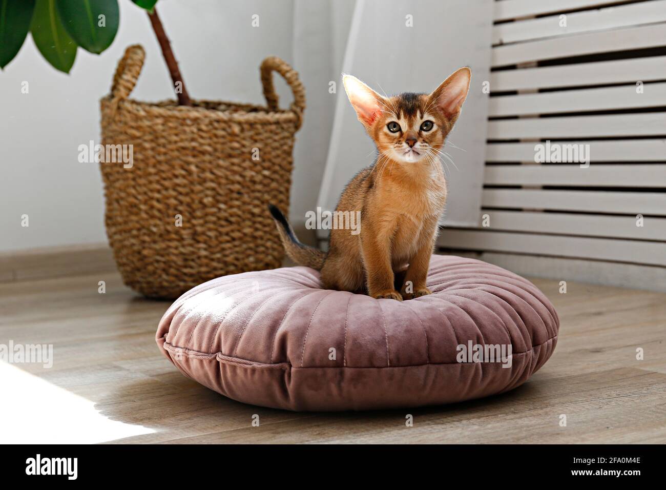 Two month old cinnamon abyssinian cat at home. Beautiful purebred short ...