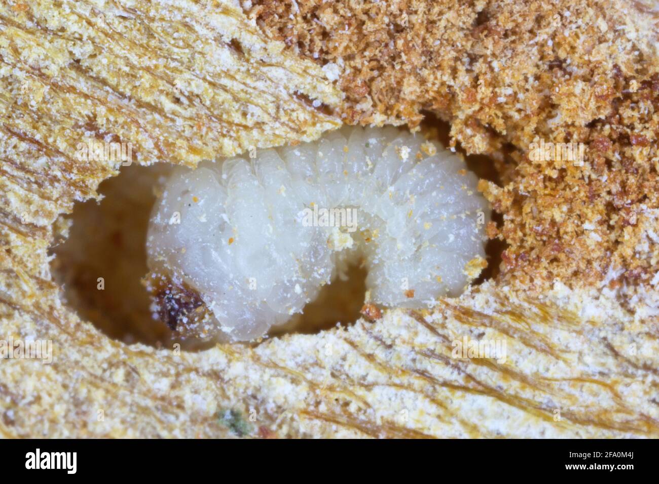 Beetle Larva Borer High Resolution Stock Photography and Images - Alamy